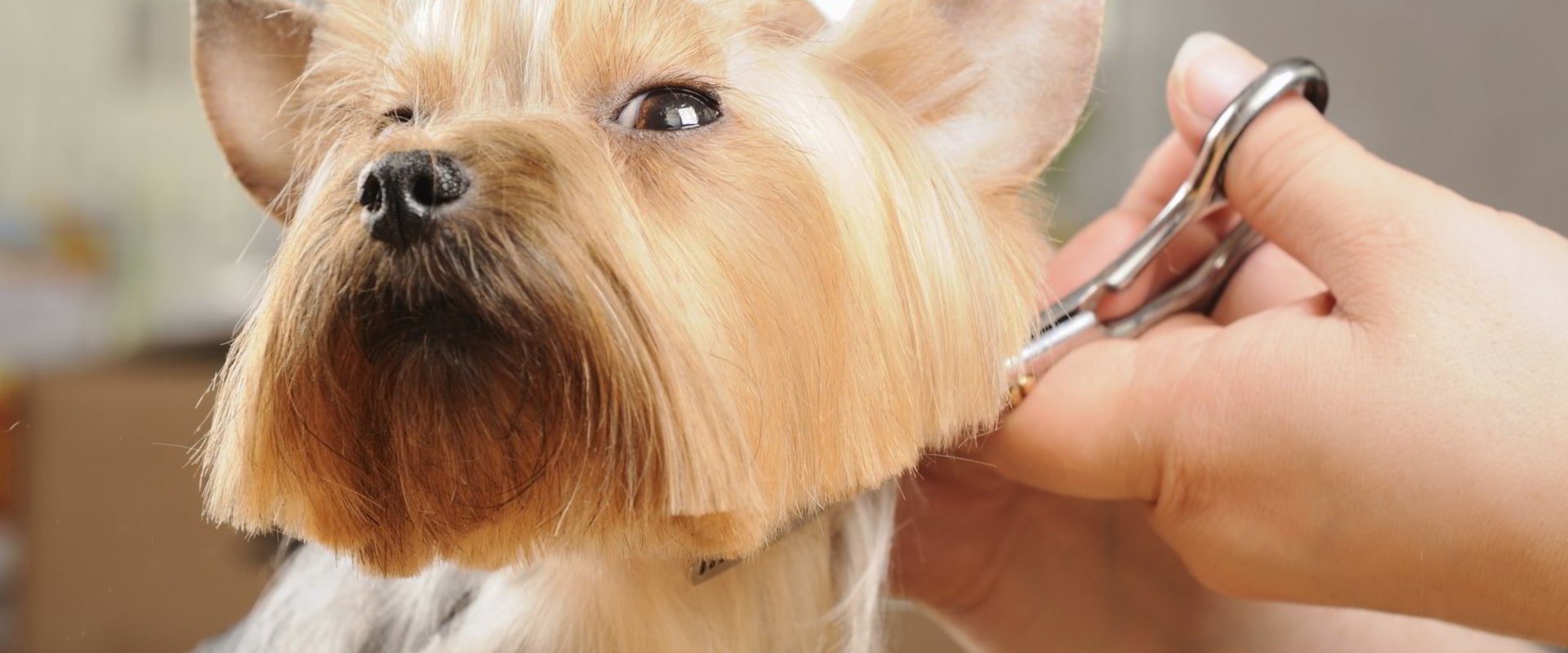 What type of grooming does my pet need?