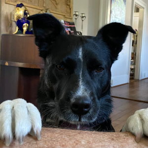 Orthopedic Dog Beds Combined With Magnet Wave Therapy Can Enhance Your ...