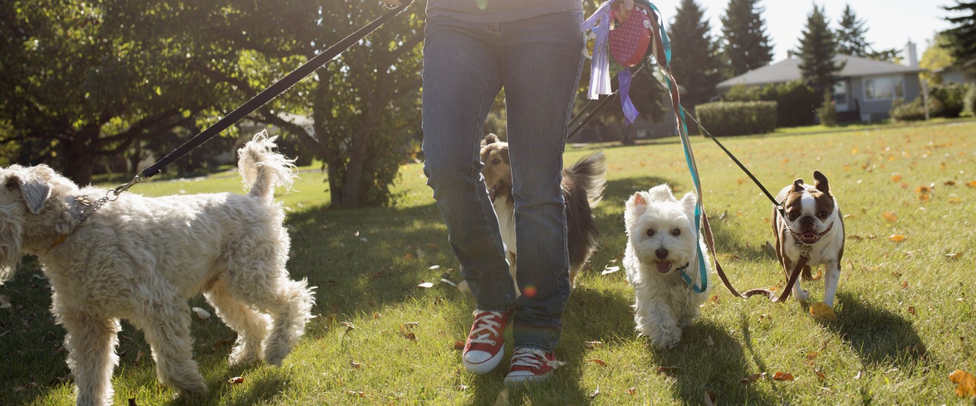 What are the basic steps for pet care?